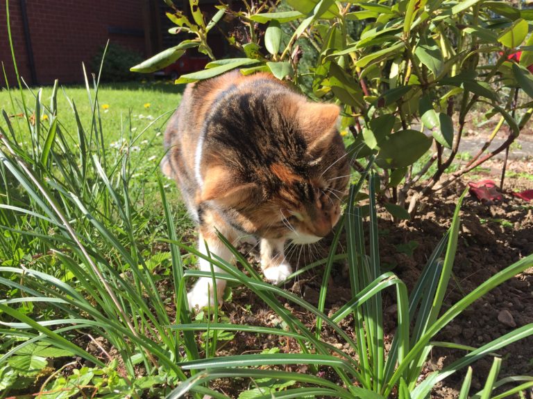 What’s CatTrack? – CatTrack